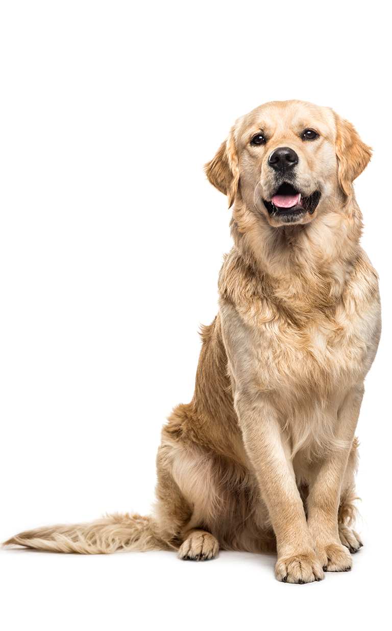 Mobile Pet Grooming Service Alpha Grooming Mobile Pet Salon mobile-pet-grooming-service-alpha-grooming-mobile-pet-salon